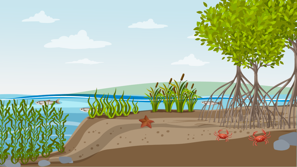 Resource Library | Boosting Blue Forests Education & Capacity Building ...