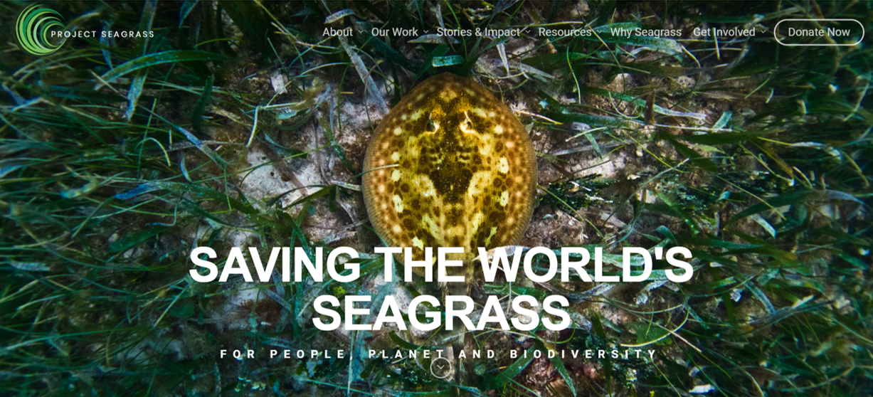 Project Seagrass | Boosting Blue Forests Education & Capacity Building ...